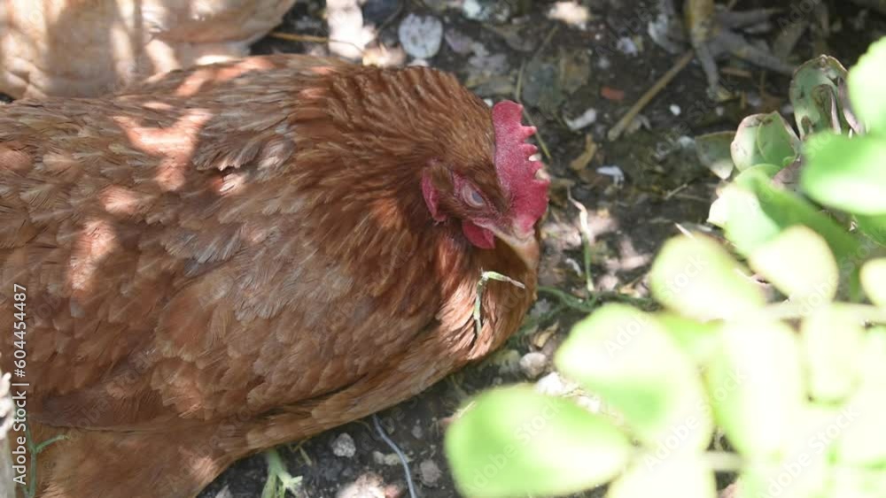 Gallina de color café recostada en el suelo de una granja descansando ...