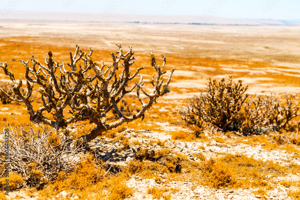 Foto de lichen, landscapes, lichen field, lichen tree, arid, northern ...