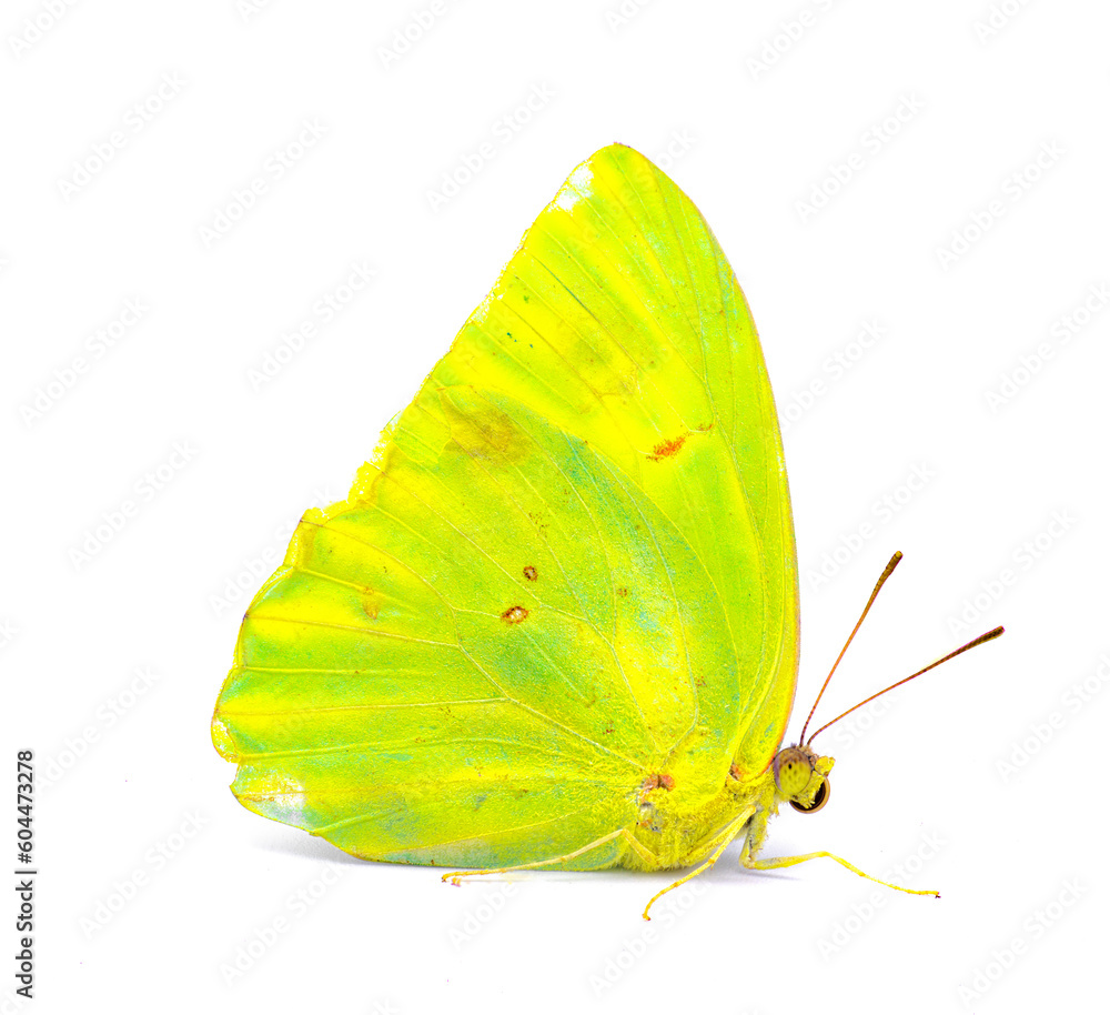 Phoebis sennae - the cloudless sulphur - is a mid sized butterfly in ...
