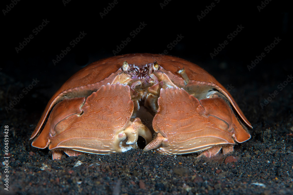 Shame-faced crab - Calappa calappa. Crab eating another crab. Diving ...