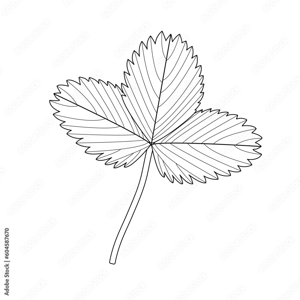 Trifoliate Compound Leaf
