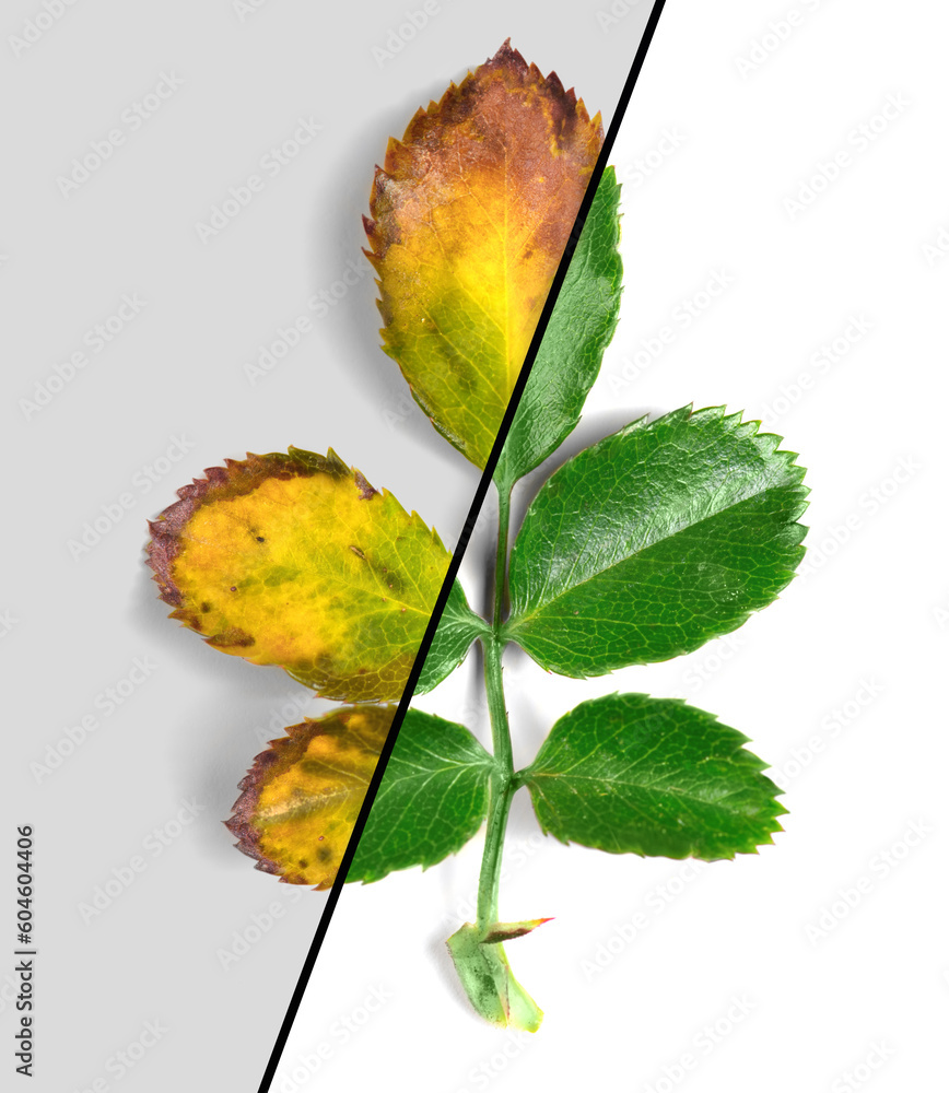 Rose leaves diseases and healthy plant before and after treatment. Rose ...