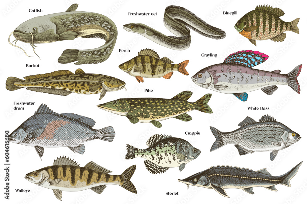 Hand drawn vector illustrations of different fish Stock Vector | Adobe ...