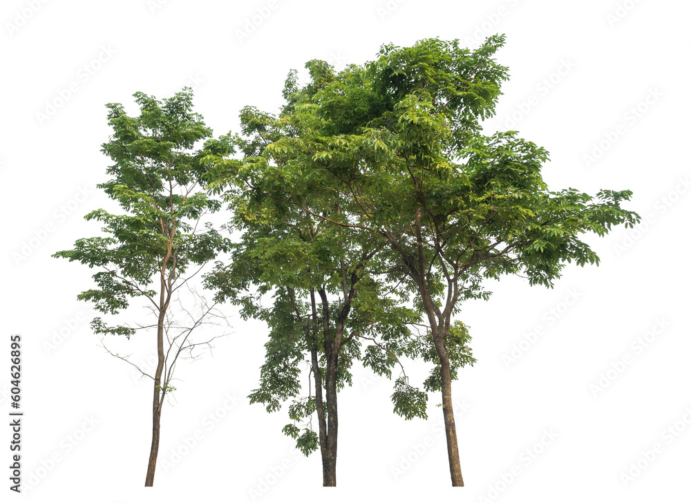 Green tree isolated on transparent background with clipping path and ...