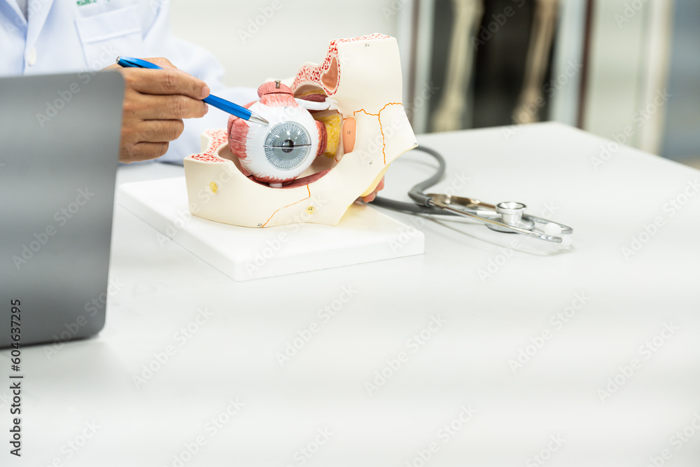 Ophthalmologist explain patient with eye anatomy model on white ...