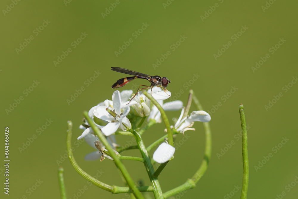 Close up tiny, female hoverfly Baccha elongata. Family syrphidae. On ...