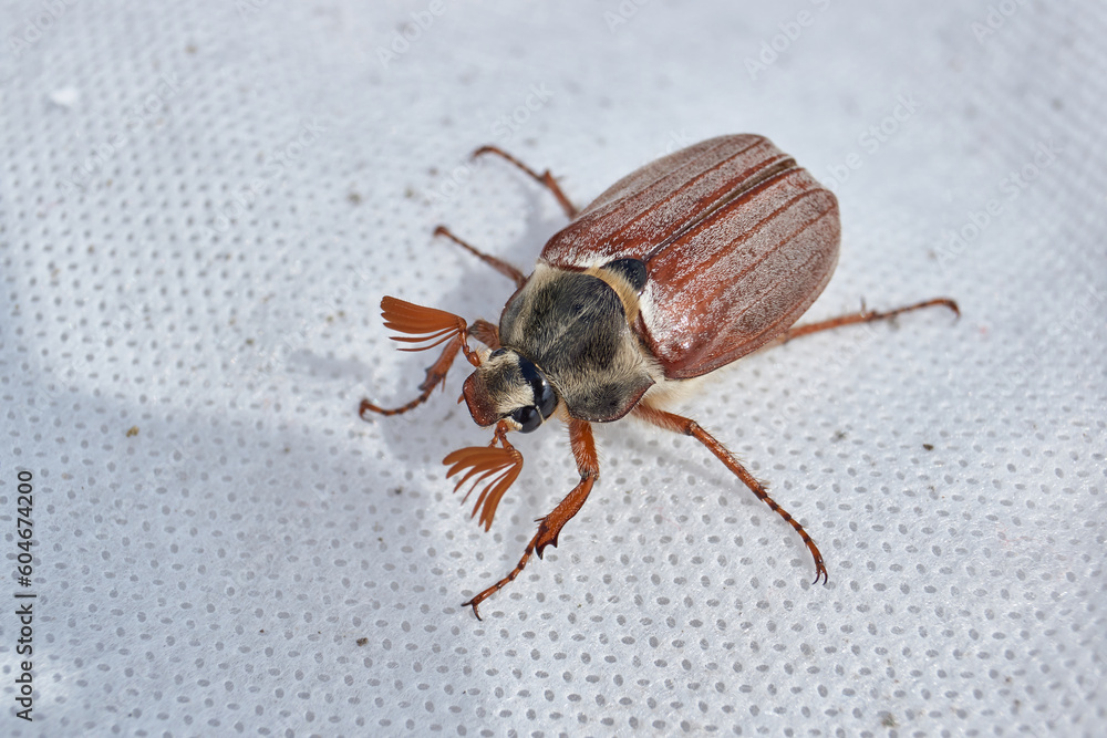 The May beetle crawls in the garden on the covering material of ...