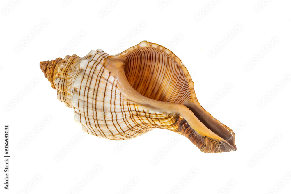 shell of a sea snail on a transparent background. png Stock Photo ...