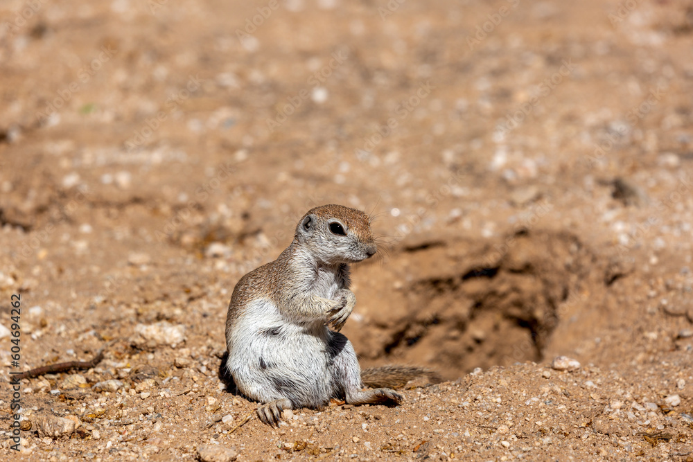 An adult female round-tailed ground squirrel, Xerospermophilus ...
