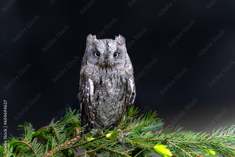 Foto de Eurasian scops owl (Otus scops) also known as the European ...