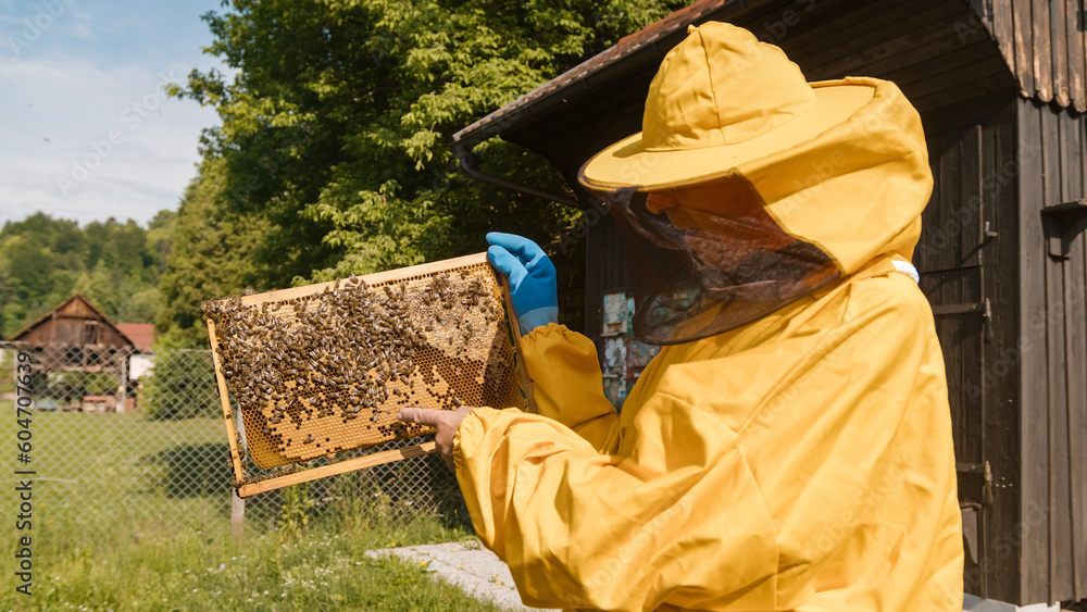 Hobby beekeepe holding a honey frame with brood and honeycomb, portrait ...