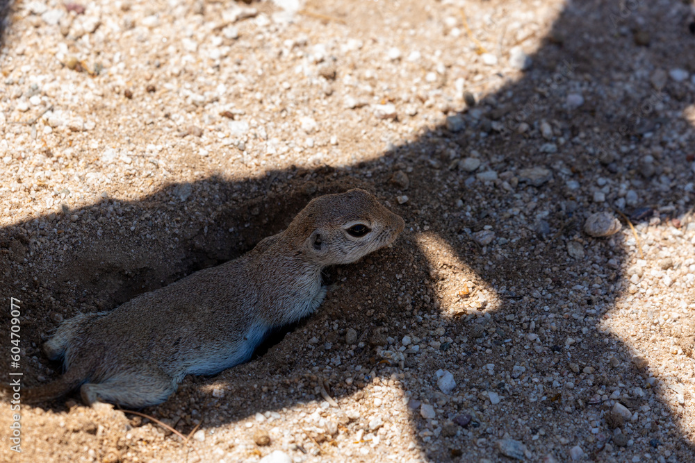 Female round-tailed ground squirrel, Xerospermophilus tereticaudus ...