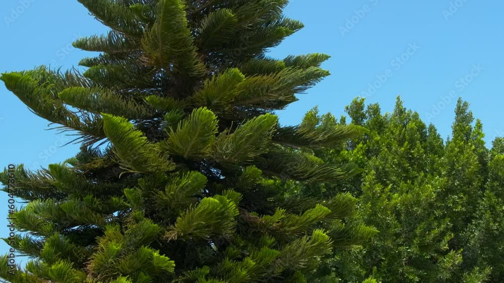 Windy beach trees under sun. A view of windy sunny day with green ...