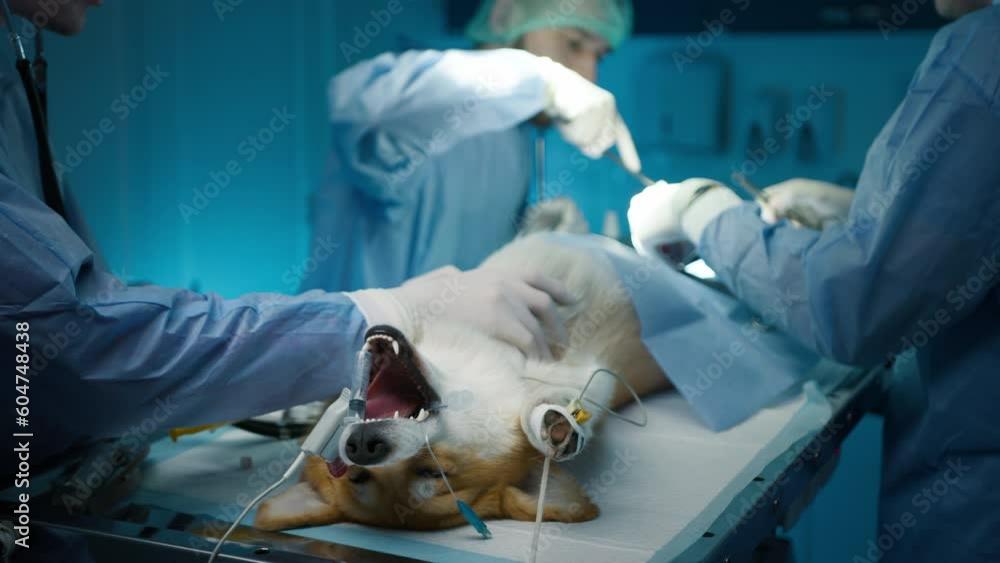 Veterinarians perform professional surgery on dog testis urinary system ...