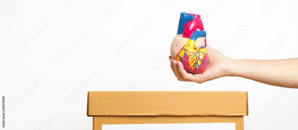 Organ Donation, Charity, Volunteer, Giving Concept. hand holding Heart ...