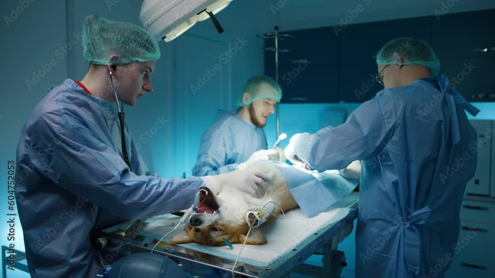 Three professional veterinarians performing surgery on dog urinary ...