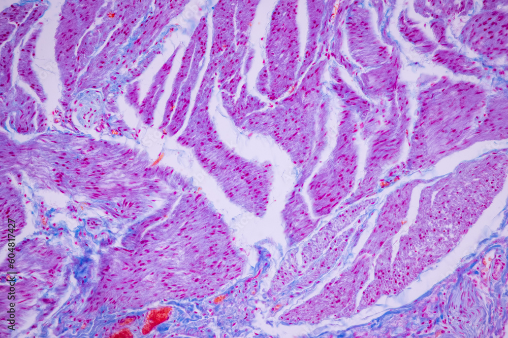 Photo & Art Print Histological Smooth muscle human under the microscope ...