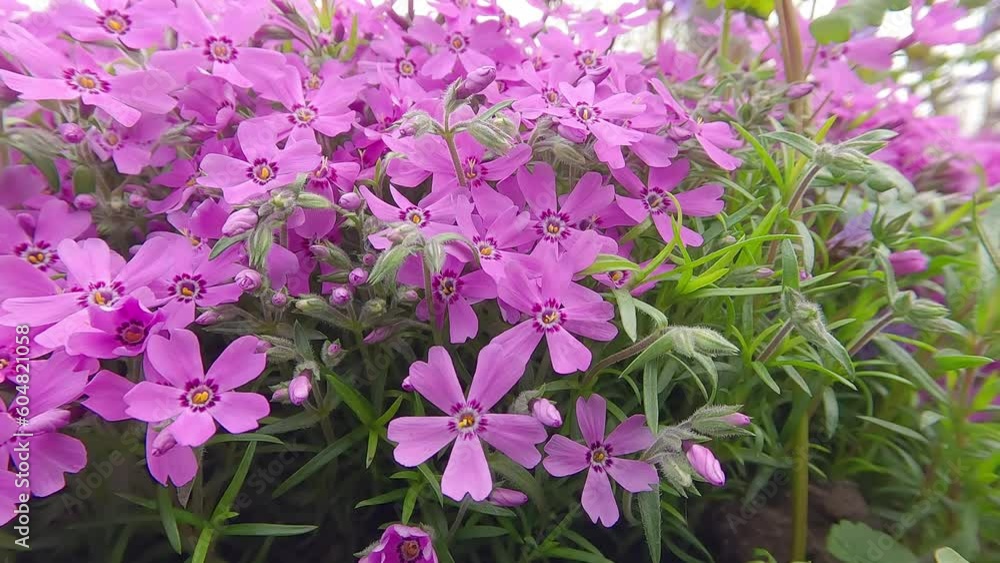 Blossom of violet Phlox subulata (creeping phlox) flowers on the ground ...