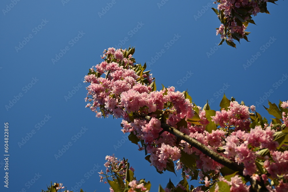 branches of sakura in the rays of the evening sun against the ...