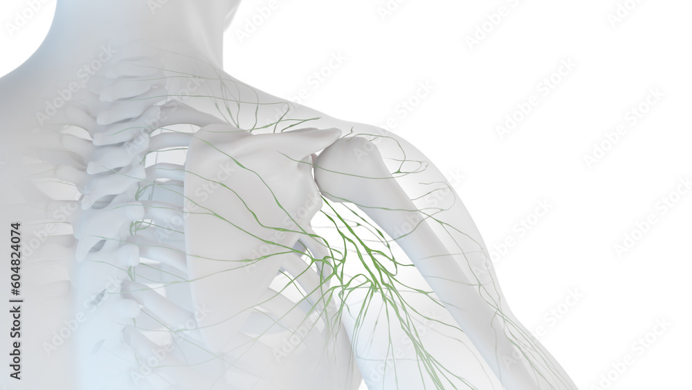 3D Rendered Medical Illustration of Male Anatomy - The Lymphatic System ...