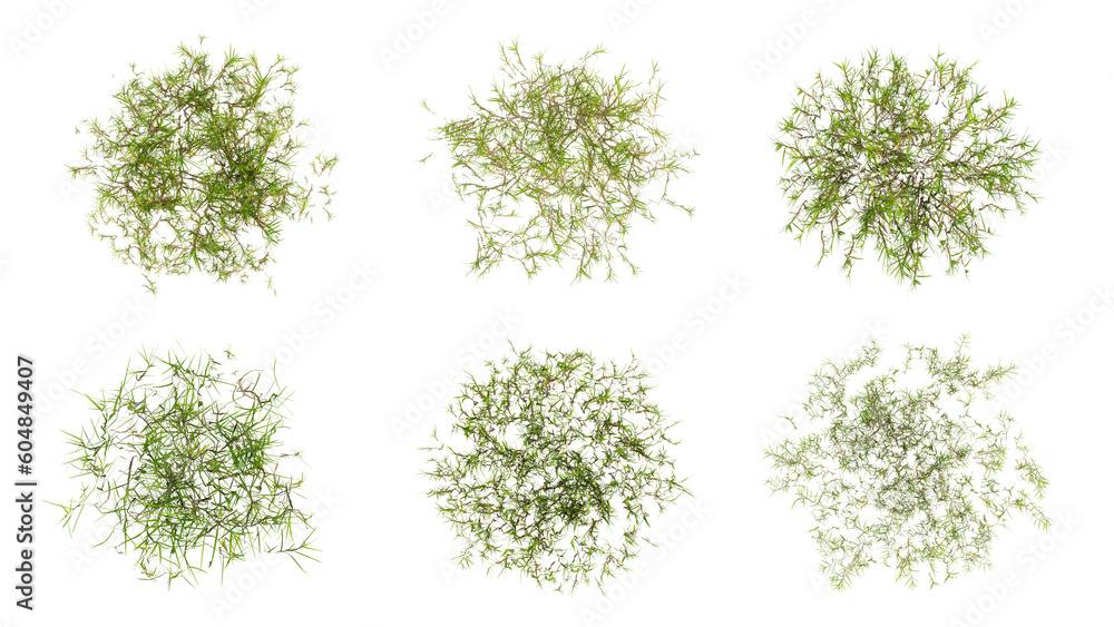Top view set of green grass isolated on transparent background, 2d ...