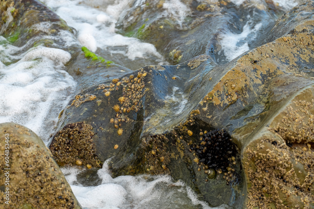 Molluscs attached to the stones on the seashore.Balanus is a genus of ...