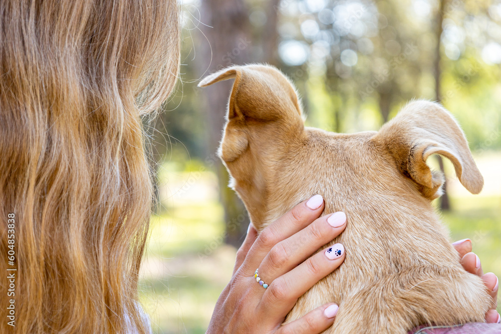 Cute dog portrait from the back with woman's hands hugging its head in ...