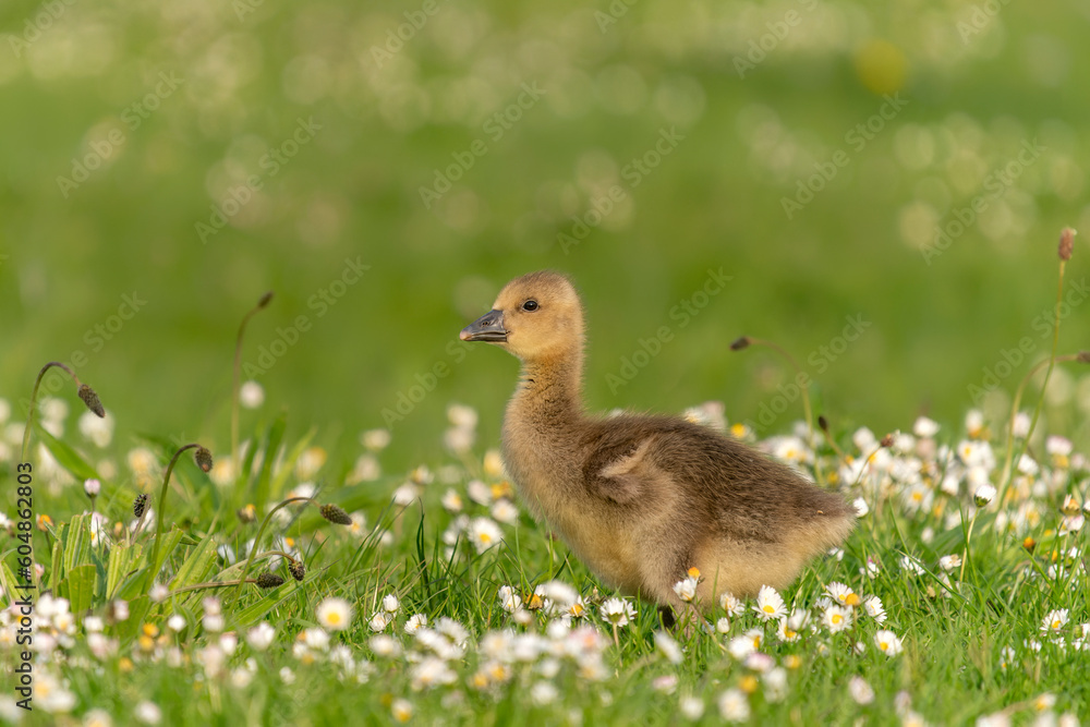 Young cute Greylag Goose (Anser anser) between the grass. with flowers ...