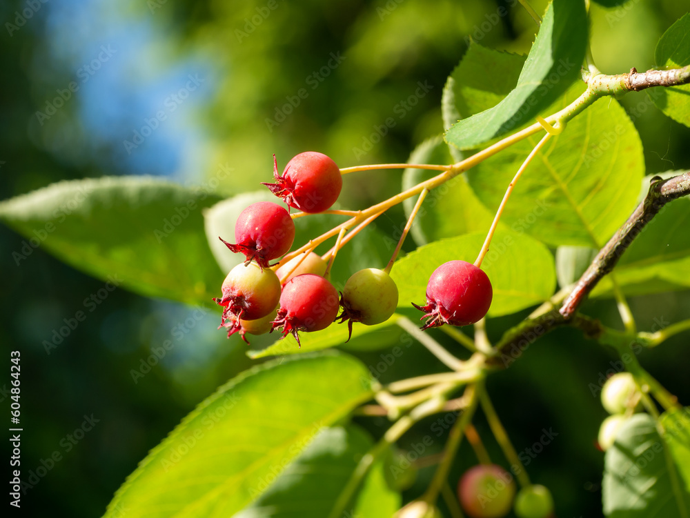 Snowy mespilus, Amelanchier lamarckii, tree with red berries Stock ...