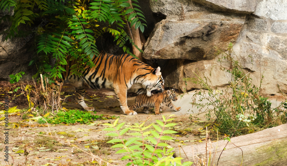 Tigress mother ready to catch and carrying her small young cub bring ...