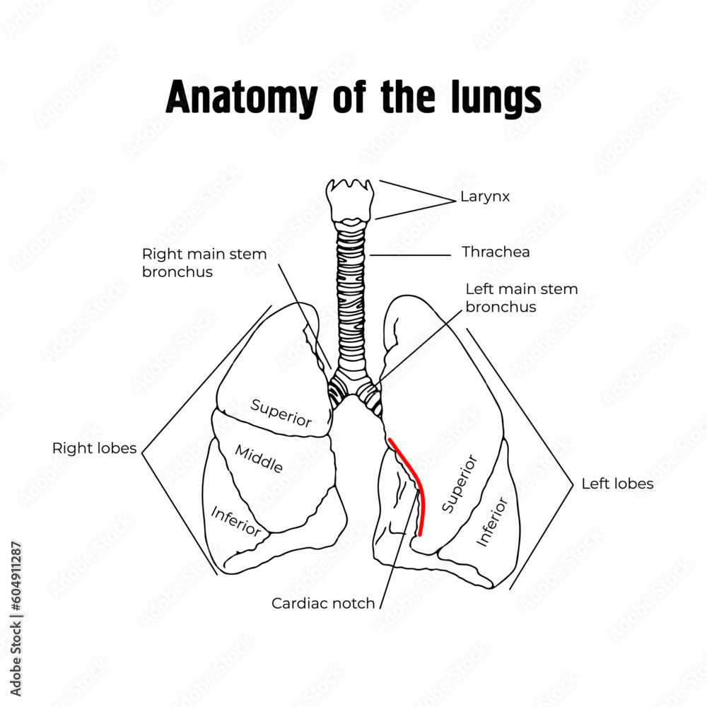 Anatomy of the lungs. The structure of the lung. Respiratory system ...