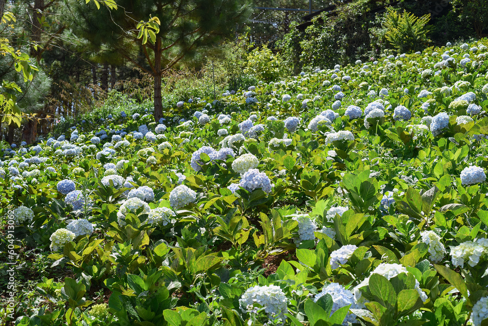 Hydrangea field against the greenhouses and plantations in the city of ...