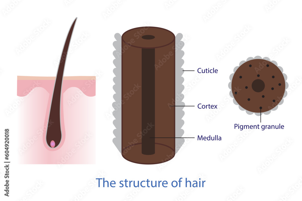 The structure of hair vector isolated on white background. Cross ...