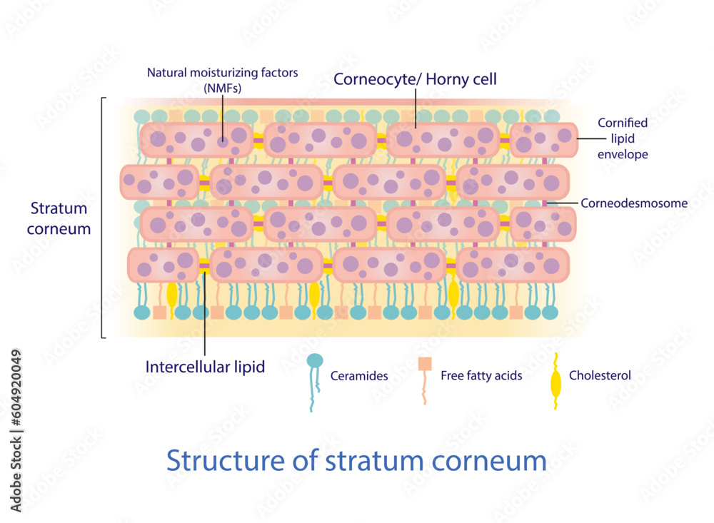 Structure of stratum corneum vector on white background. Bricks and ...