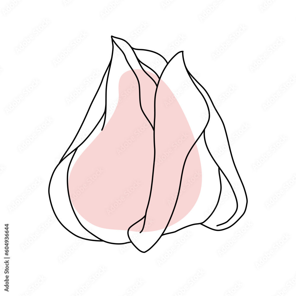 Rose flower bud line art with pink shape. Hand drawn realistic detailed ...