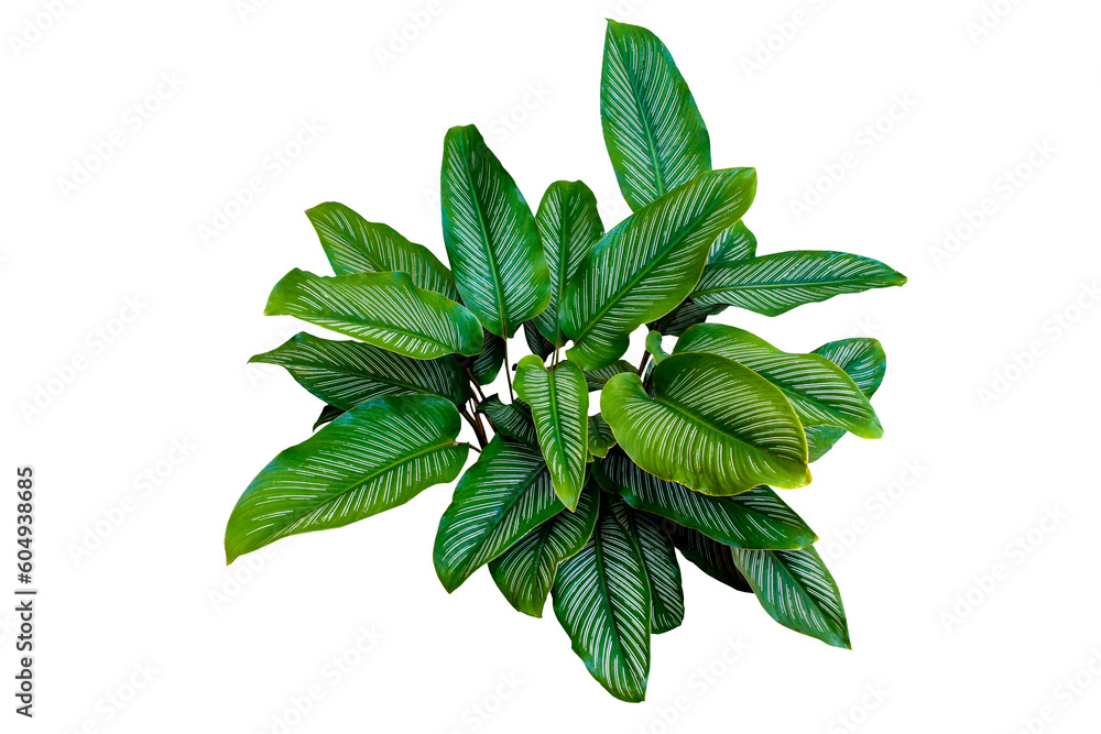 Calathea ornata (Pin-stripe Calathea) Tropical foliage plant popular ...