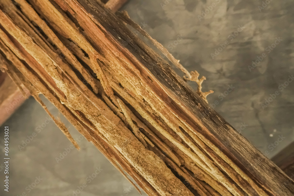 Close-up of decayed old rotten wood log. Old tainted wood log in a ...