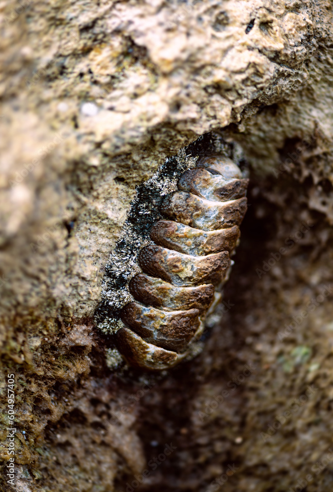 Foto de West Indian fuzzy chiton (Acanthopleura granulata) Curb or Sea ...