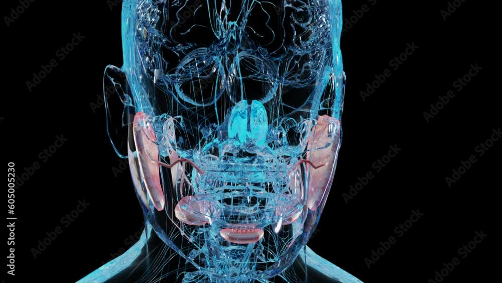 human salivary glands anatomy, human digestive mouth, sublingual ...