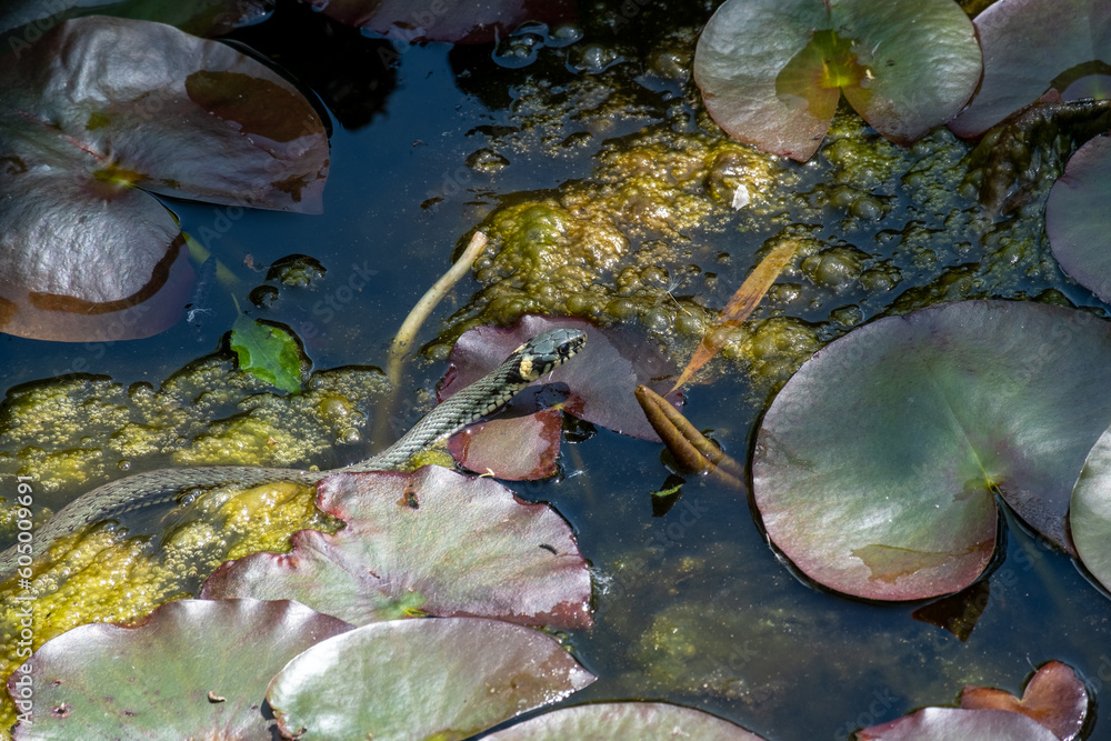 Grass Snake in the water . Natrix natrix . Ringelnatter im Wasser Stock ...