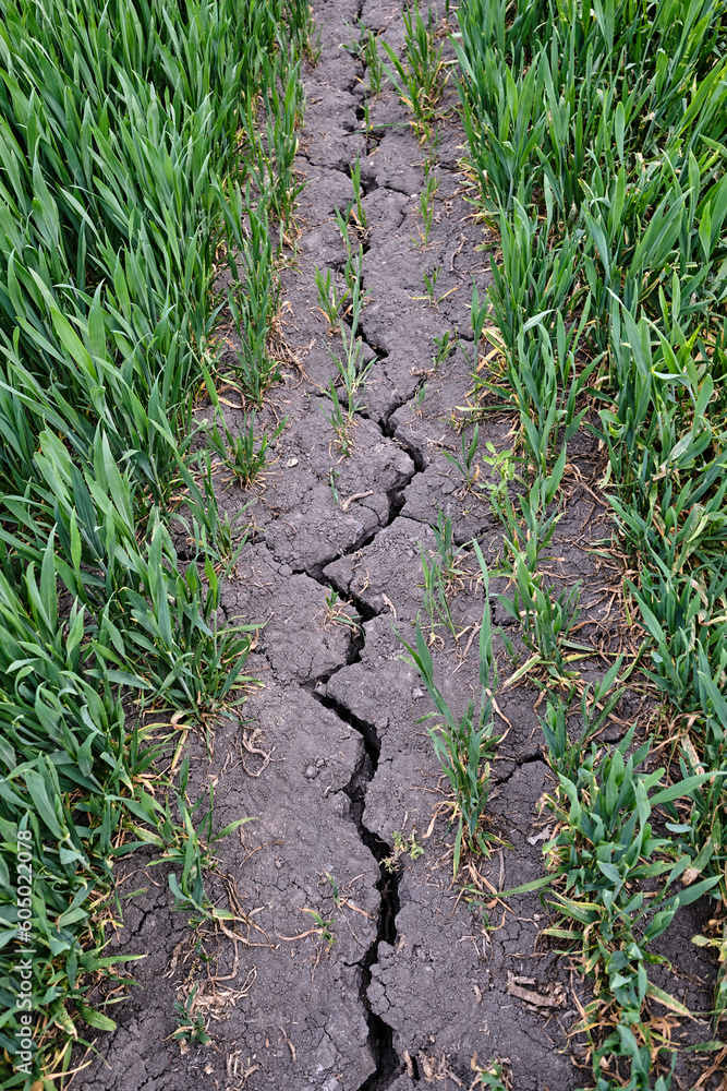 Strong deep crack in a dry agricultural crop field surrounded by young ...