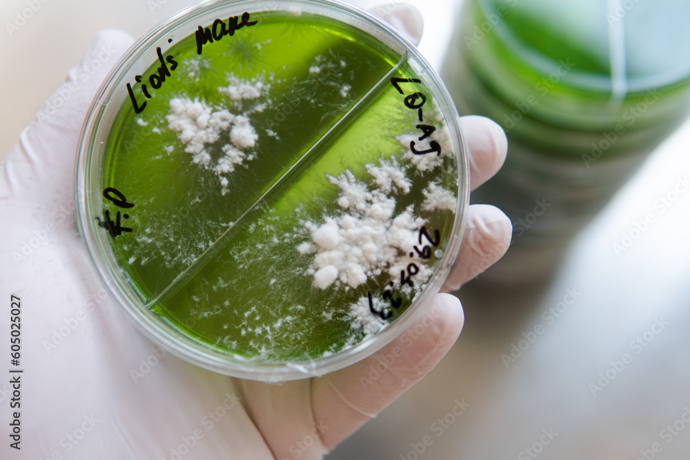 Foto de Mycology and conservation of mushroom cultures. Mycelium of the ...