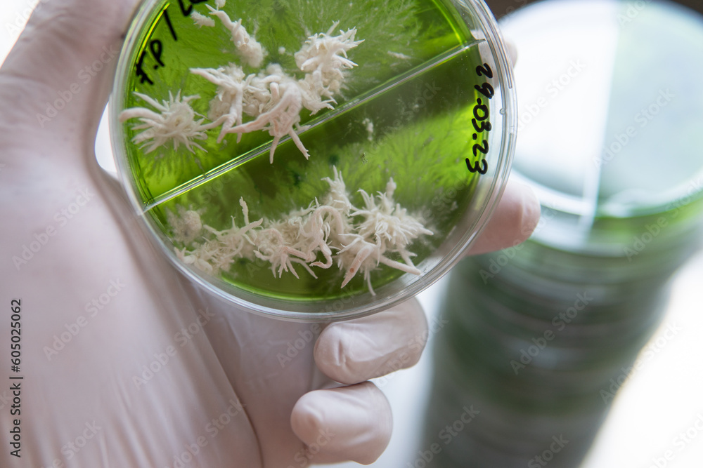 Mycology and conservation of mushroom cultures. Mycelium of the lions ...