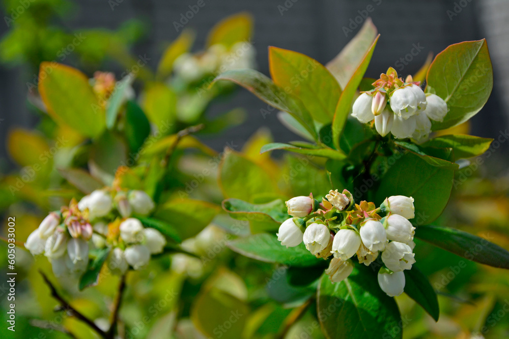 kwitnąca borówka wysoka, kwitnaca borówka amerynkańska, (Vaccinium ...