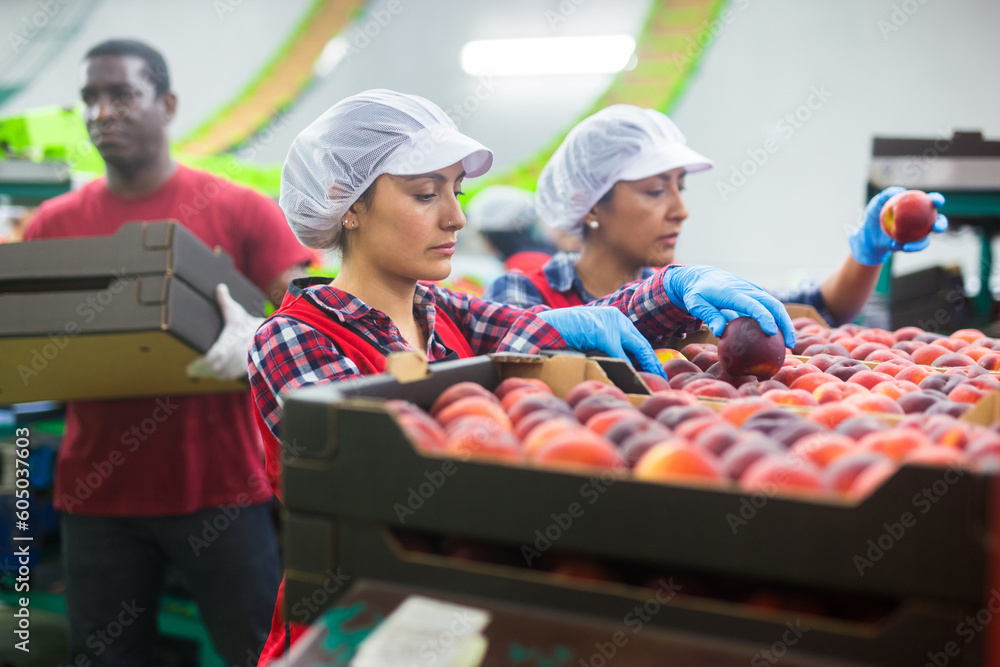 Focused woman working on fruit sorting line at warehouse, checking ...