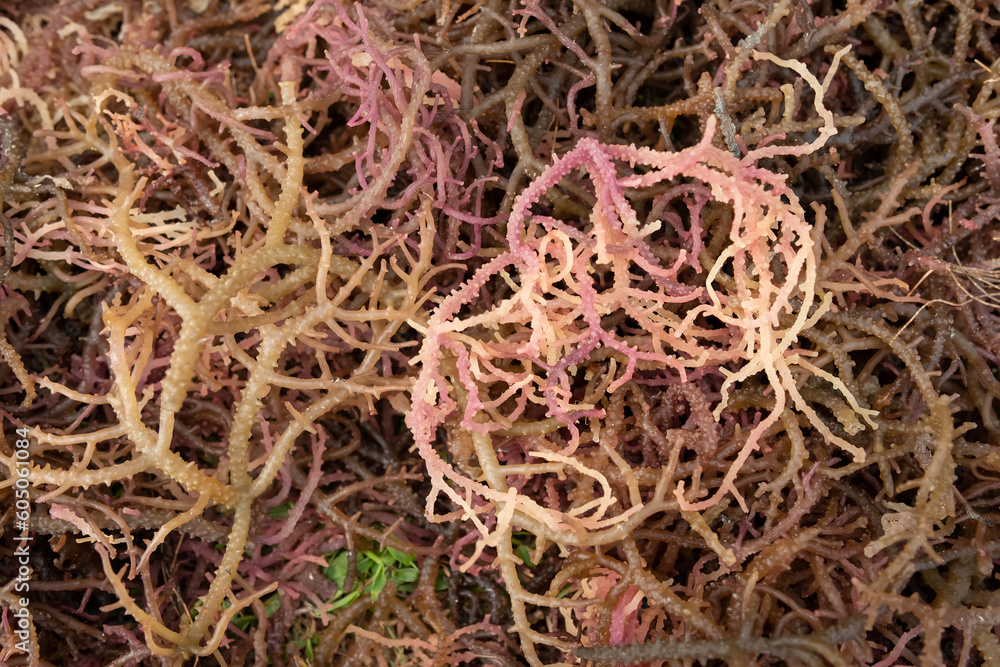 Seaweed drying. The harvested algae are dried in the sun or drained ...