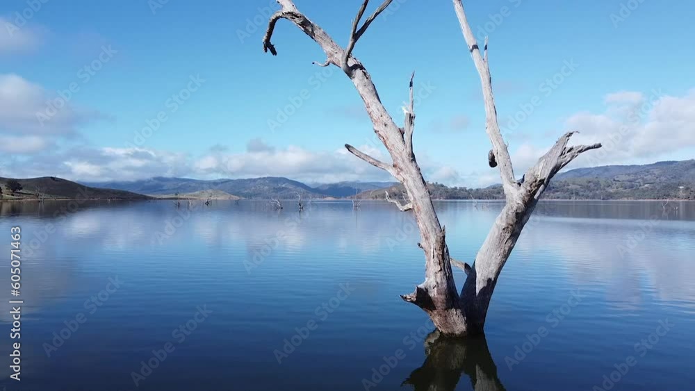 A large dead bare tree standing in the middle and protruding from Lake ...