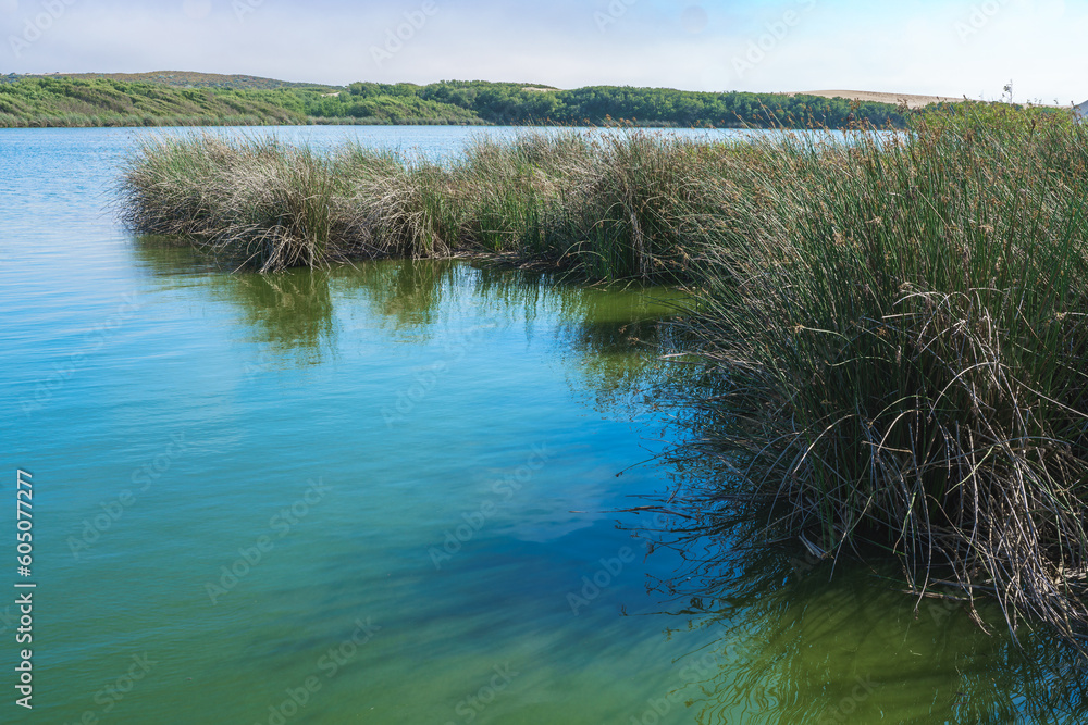 Beautiful Marsh Wetland