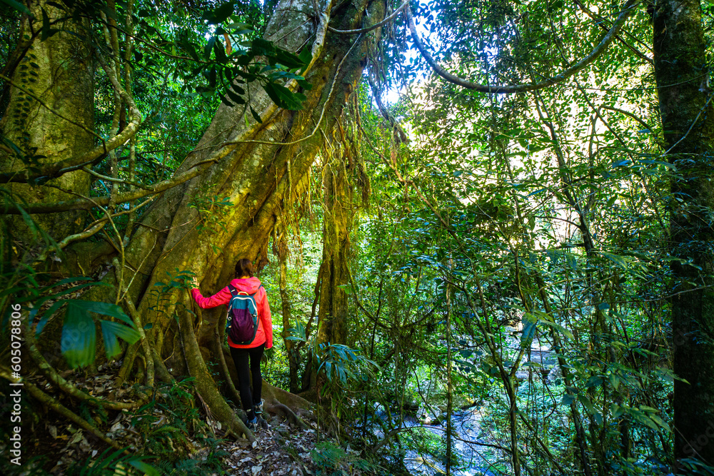 back view of hiker girl walking through dense rainforest with large ...