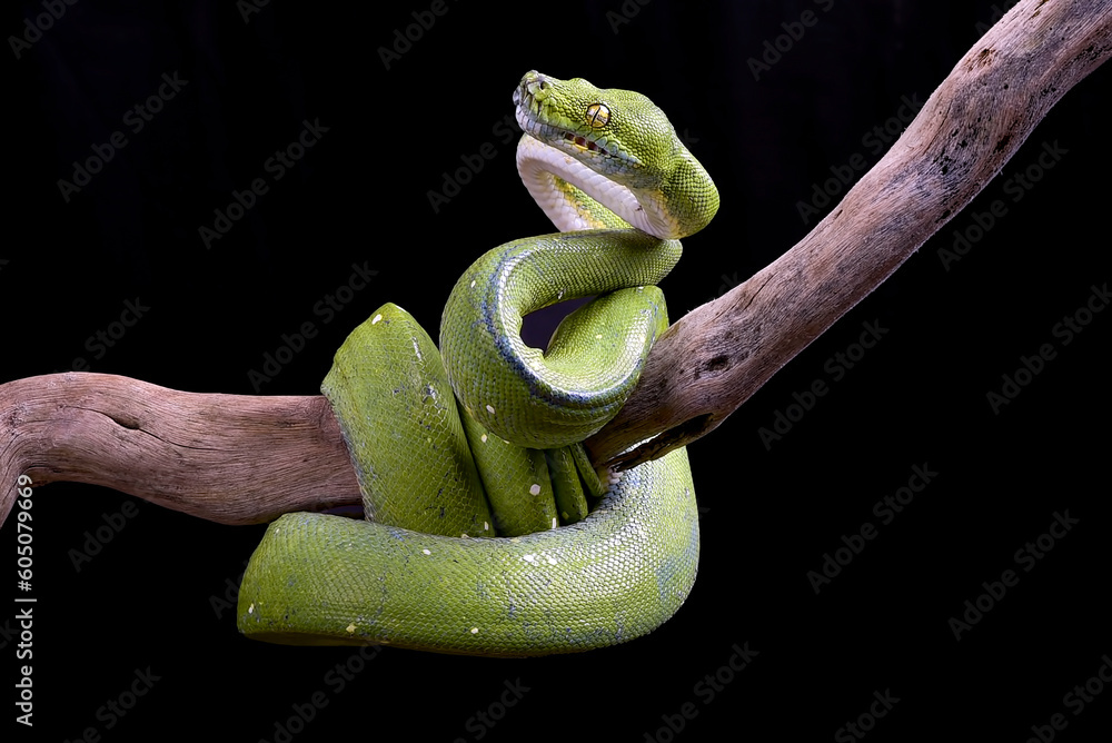 The green tree python (Morelia viridis) in black background Stock Photo ...